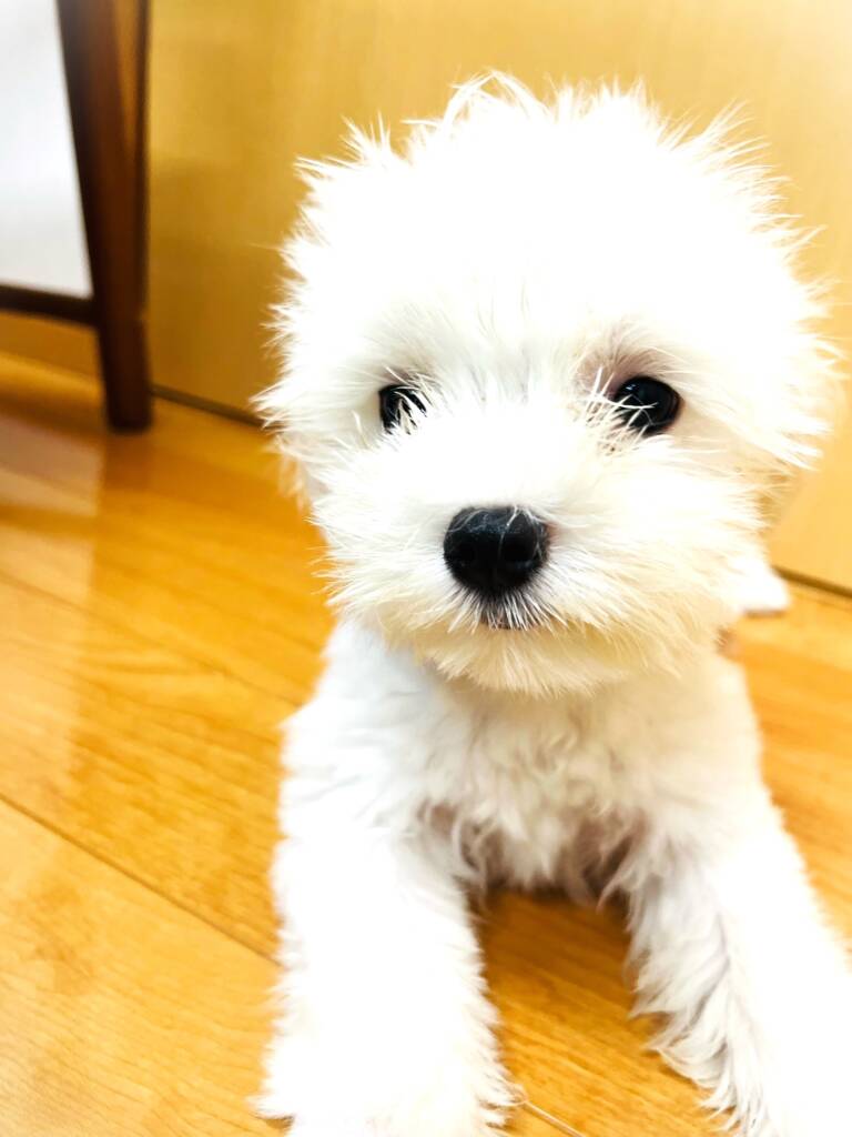 Sora(空・そら） - ファミリードッグ アシュー｜仔犬ブリーダー・直販